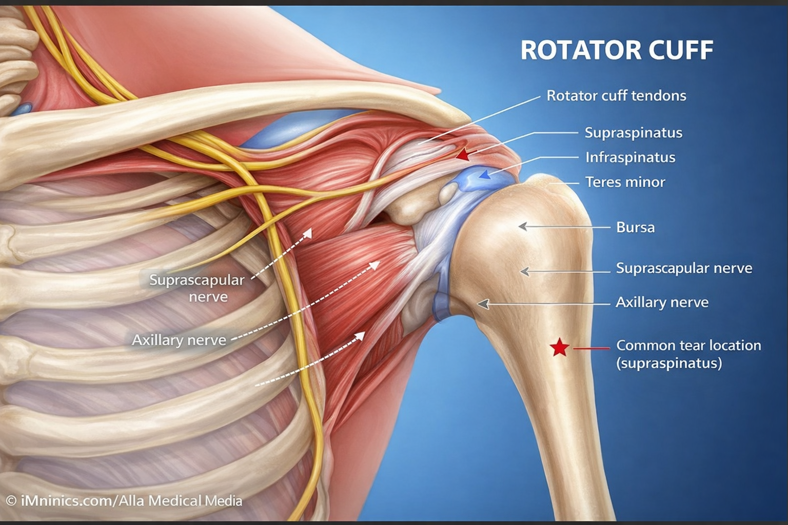 Blog Classic - Varma Shoulder Institute